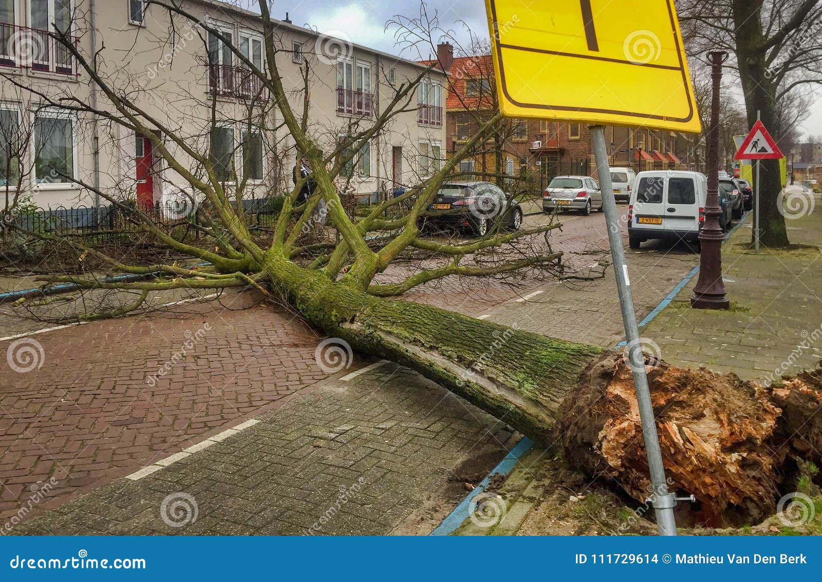 Fallen tree during a storm editorial stock image. Image of tree - 111729614