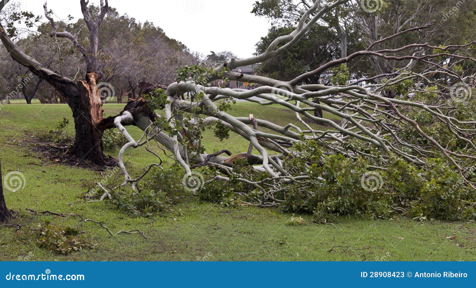 Fallen Tree, Storm Damage stock image. Image of damage - 28908423
