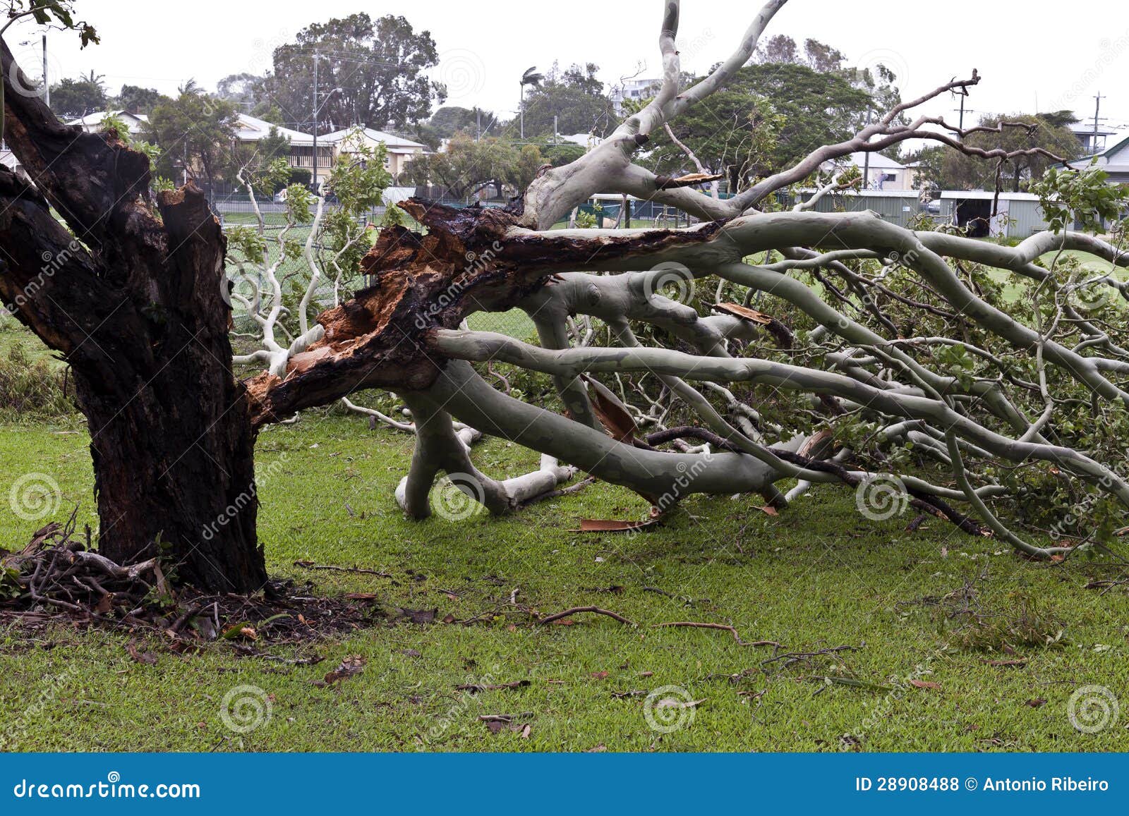 Fallen Tree, Storm Damage stock photo. Image of urban - 28908488
