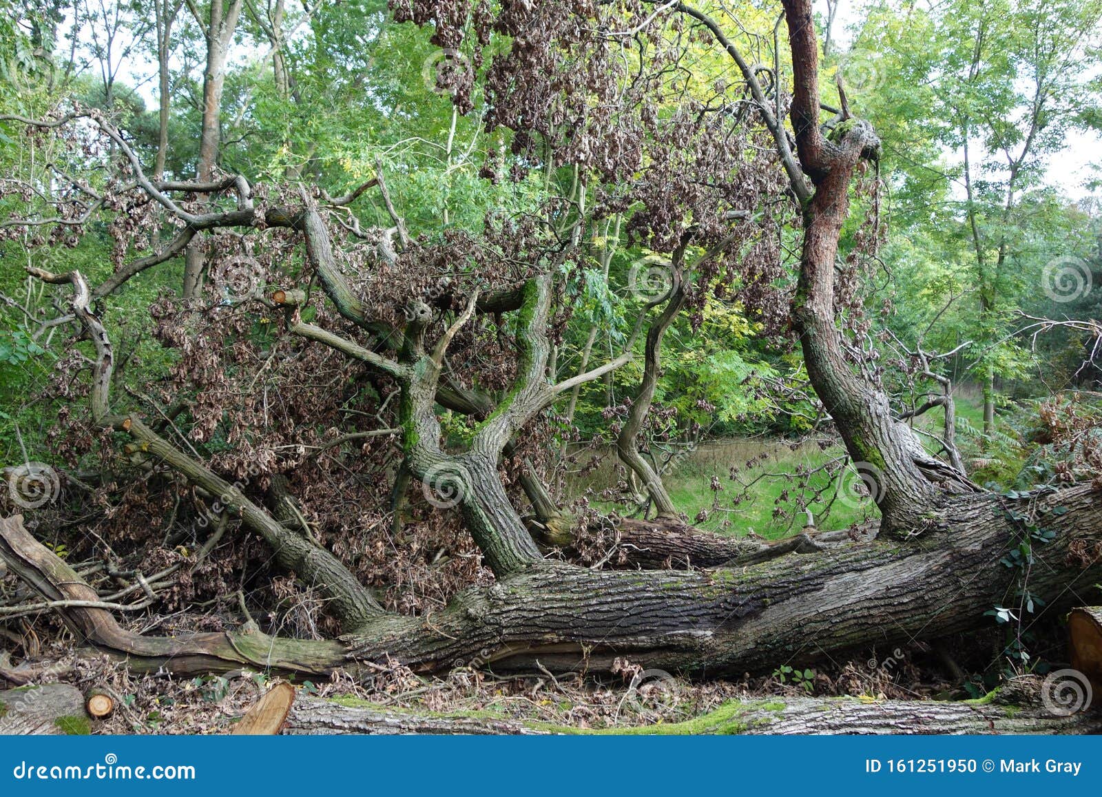 Fallen Tree after a Storm stock photo. Image of tree - 161251950