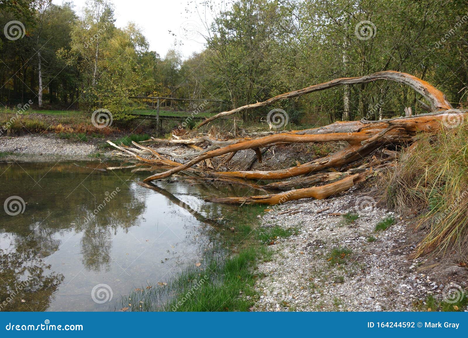 Fallen Tree after a Storm stock photo. Image of woodland - 164244592