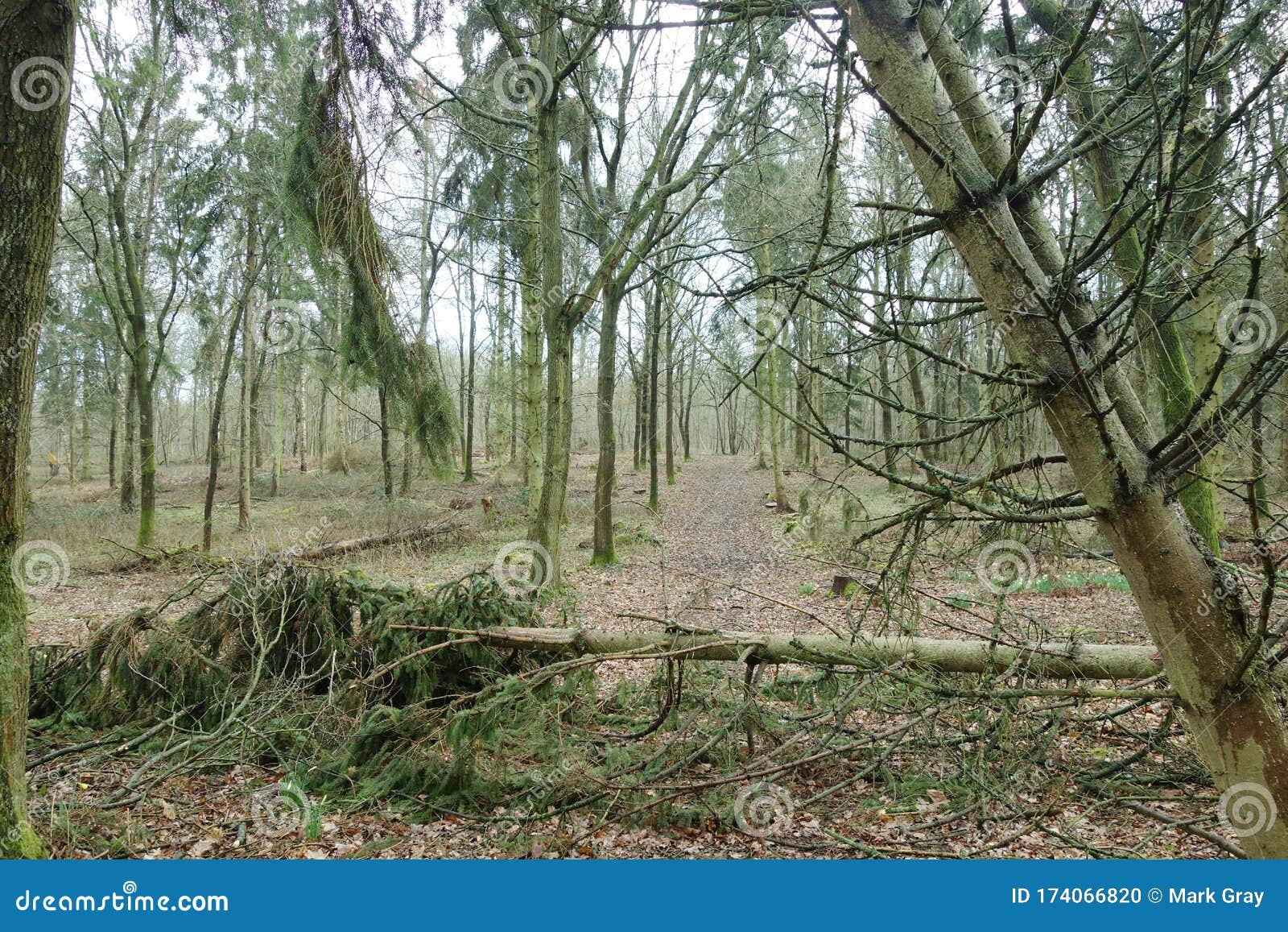 Fallen Tree after a Storm stock photo. Image of road - 174066820