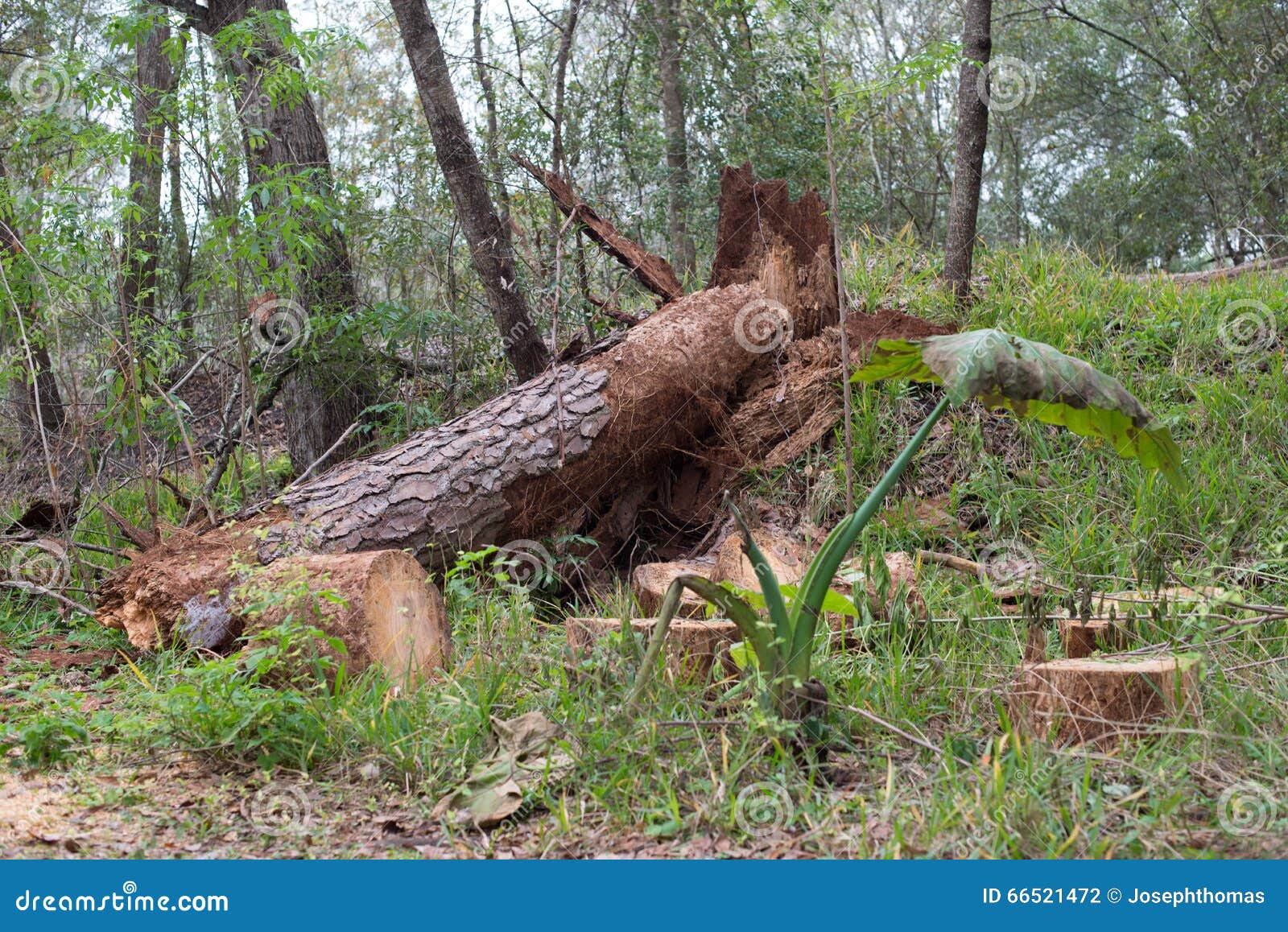 Fallen tree after storm stock photo. Image of natural - 66521472