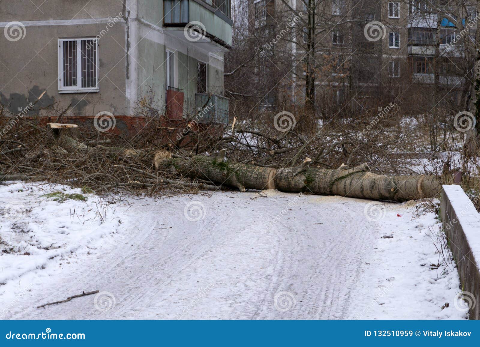 Fallen Tree during a Storm in Front of the House Stock Image - Image of ...