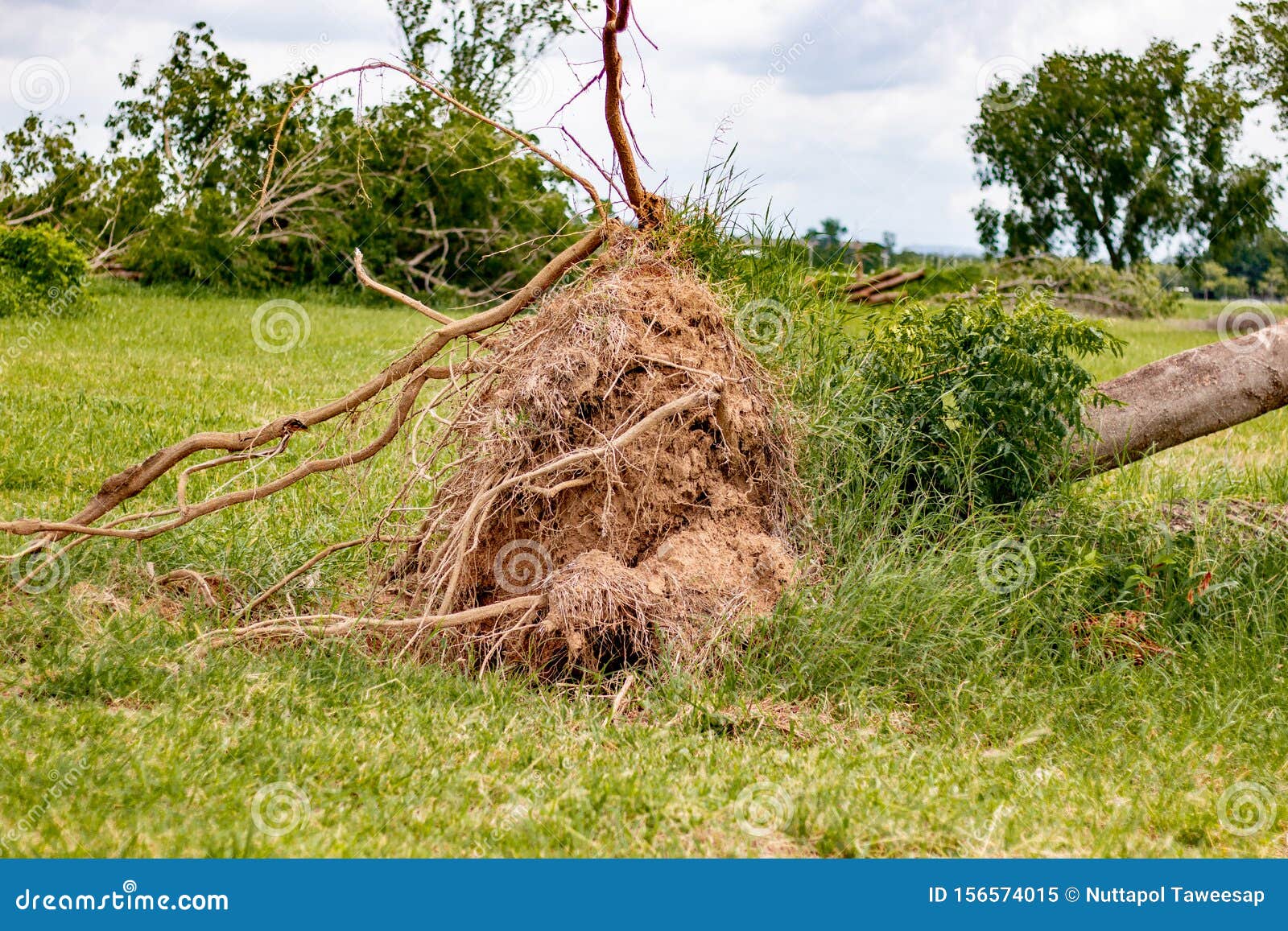 Fallen Tree after Storm , Uprooted Tree Stock Image - Image of broken ...