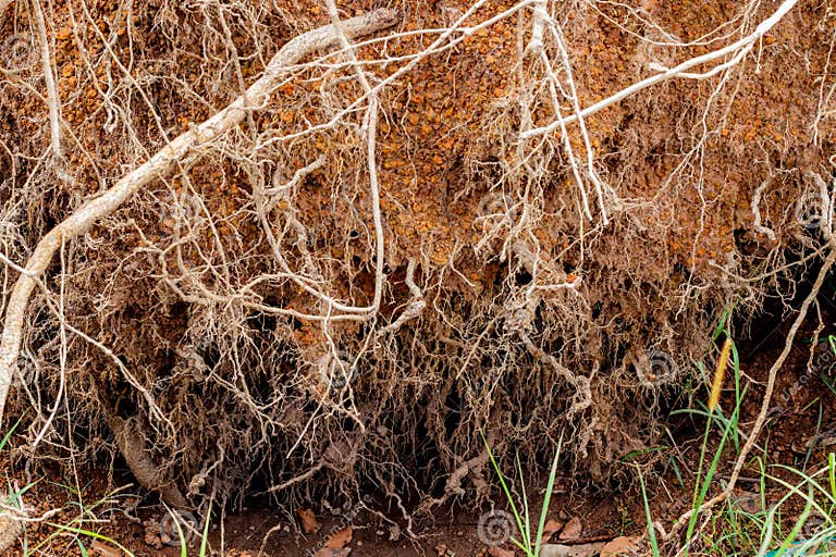 Fallen Tree after Storm , Uprooted Tree Stock Photo - Image of tree ...