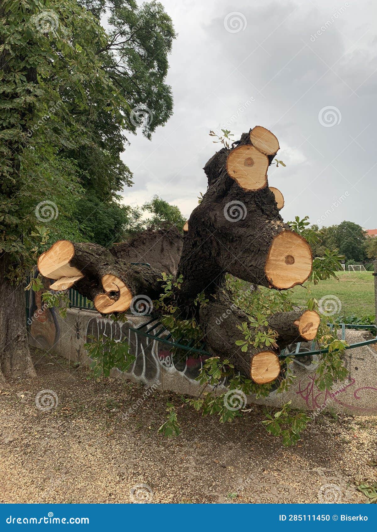 Fallen Tree Log after the Storm Stock Photo - Image of urban, croatia ...