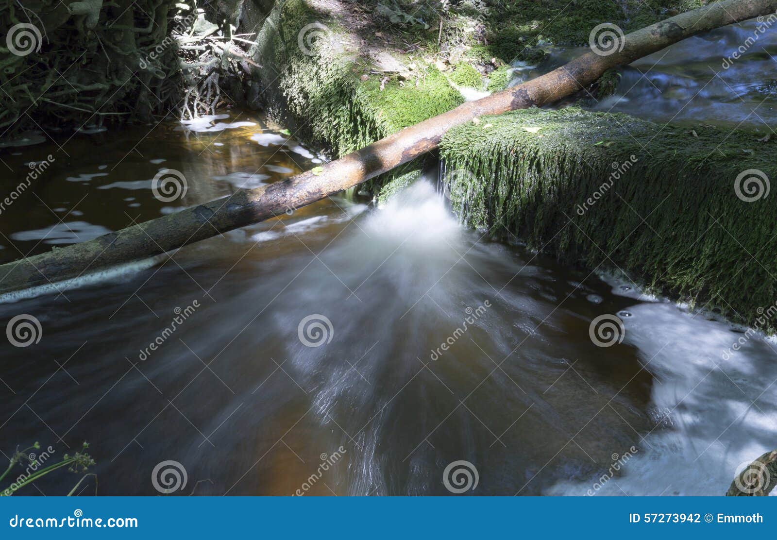 Fallen Tree in Stream stock photo. Image of tree, foam - 57273942