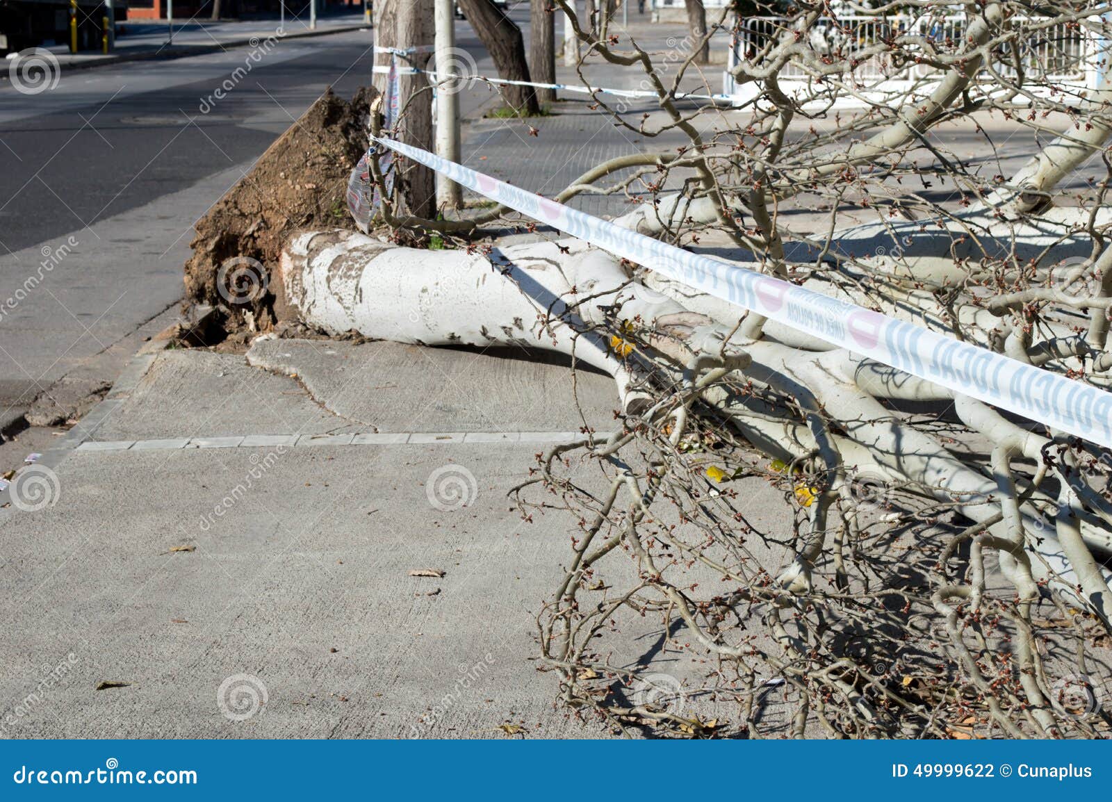 Fallen tree stock photo. Image of fallen, bent, insurance - 49999622