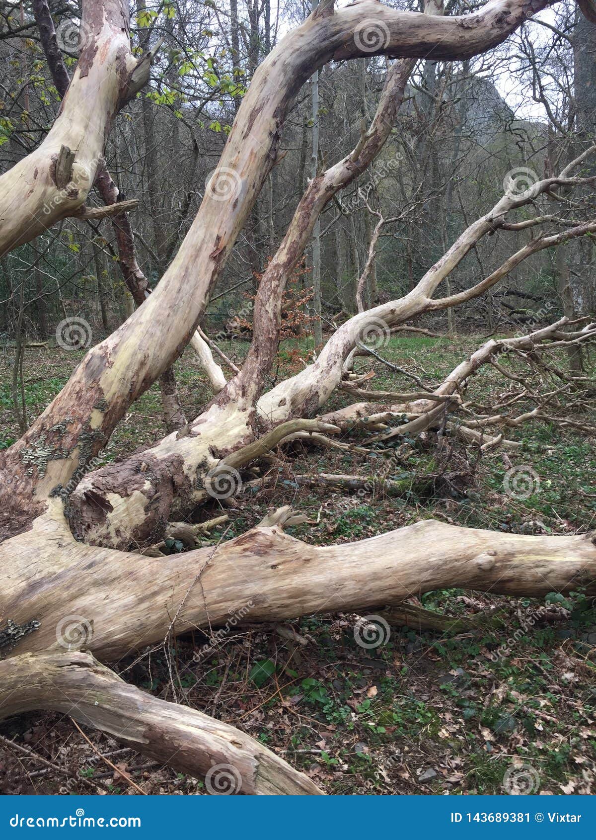 Fallen Tree Striped of Bark Stock Image - Image of fallen, cumbrian ...