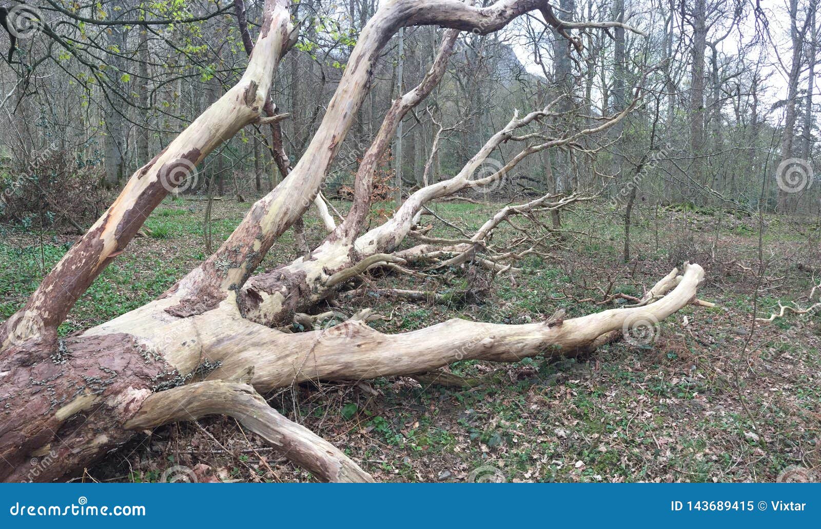 Fallen Tree Striped of Bark Stock Image - Image of tree, england: 143689415
