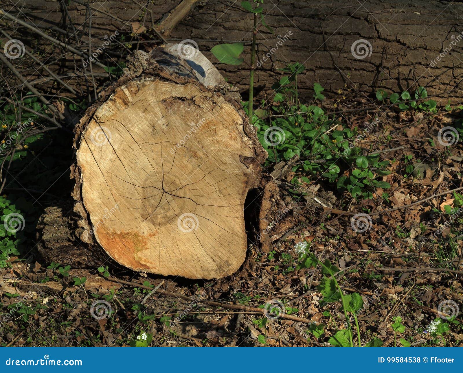 Fallen Tree Stump stock photo. Image of rings, bark, background - 99584538