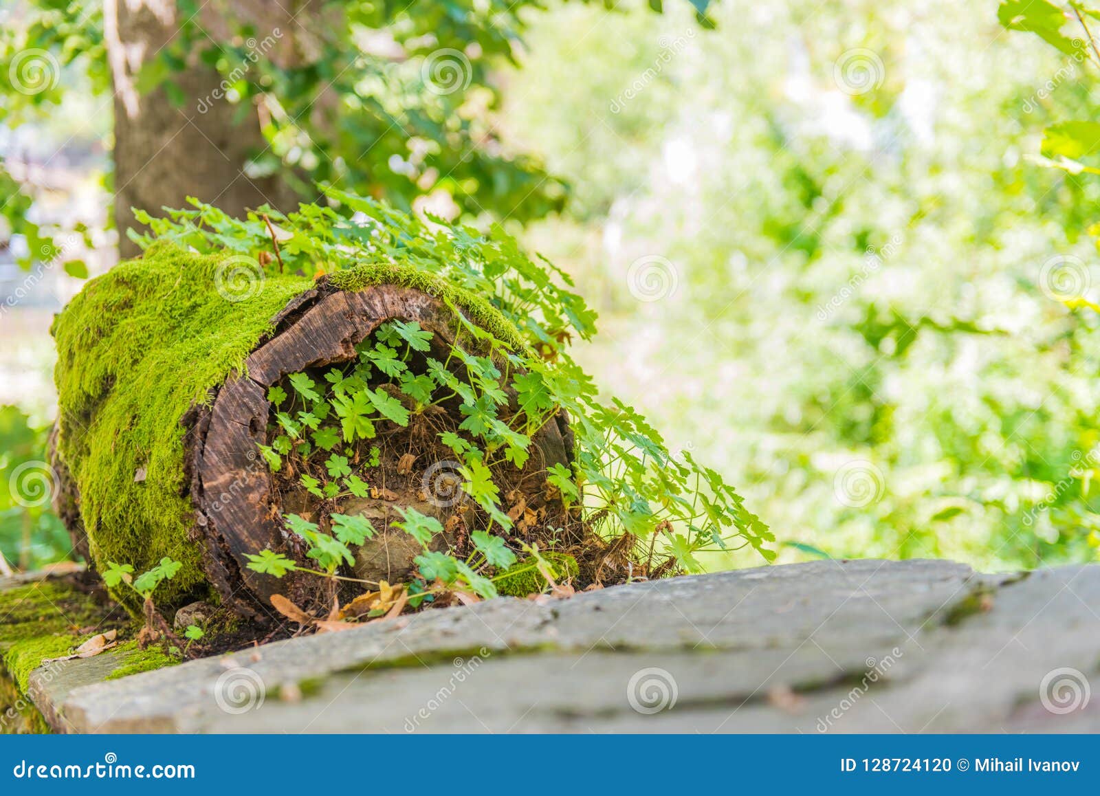 Fallen tree stump stock photo. Image of growing, green - 128724120