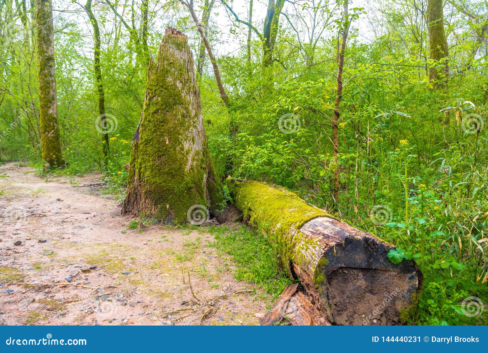 Fallen Tree and Stump stock image. Image of forest, nature - 144440231