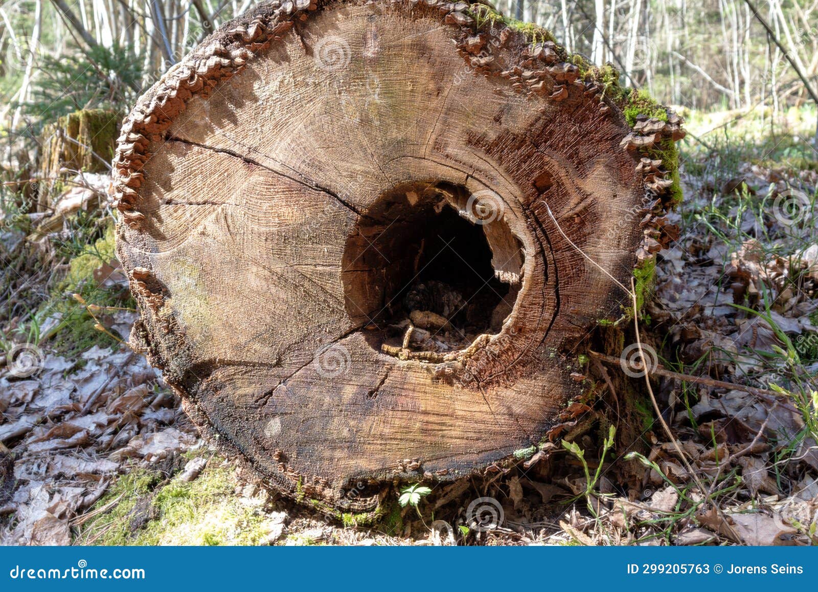 A Fallen Tree Stump with a Rotted Hole in it Stock Image - Image of ...