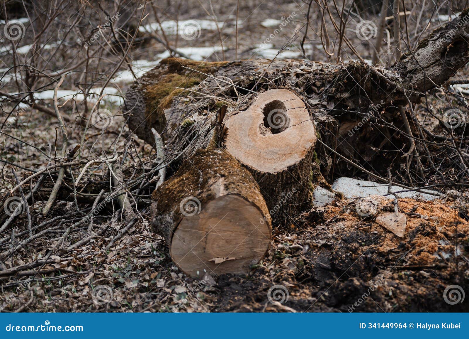 Fallen Tree Stump Surrounded by Brush in a Forest Clearing Stock Photo ...