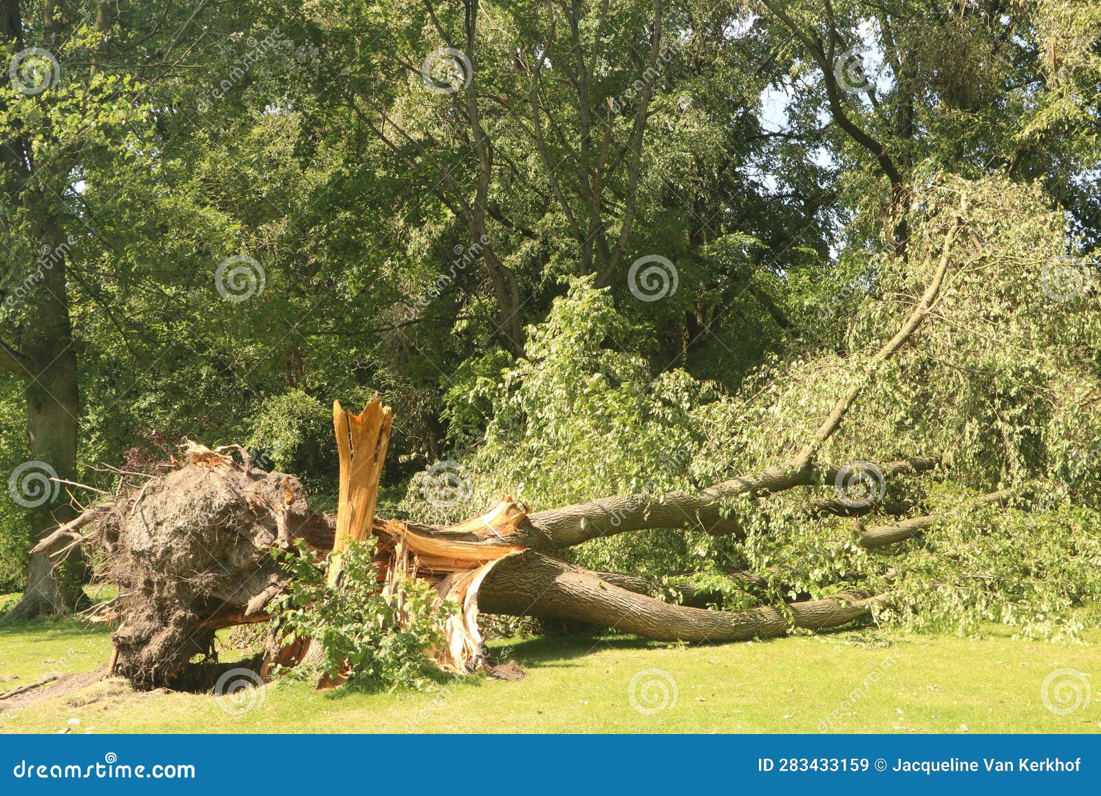 Fallen tree after storm stock image. Image of aftermath - 283433159