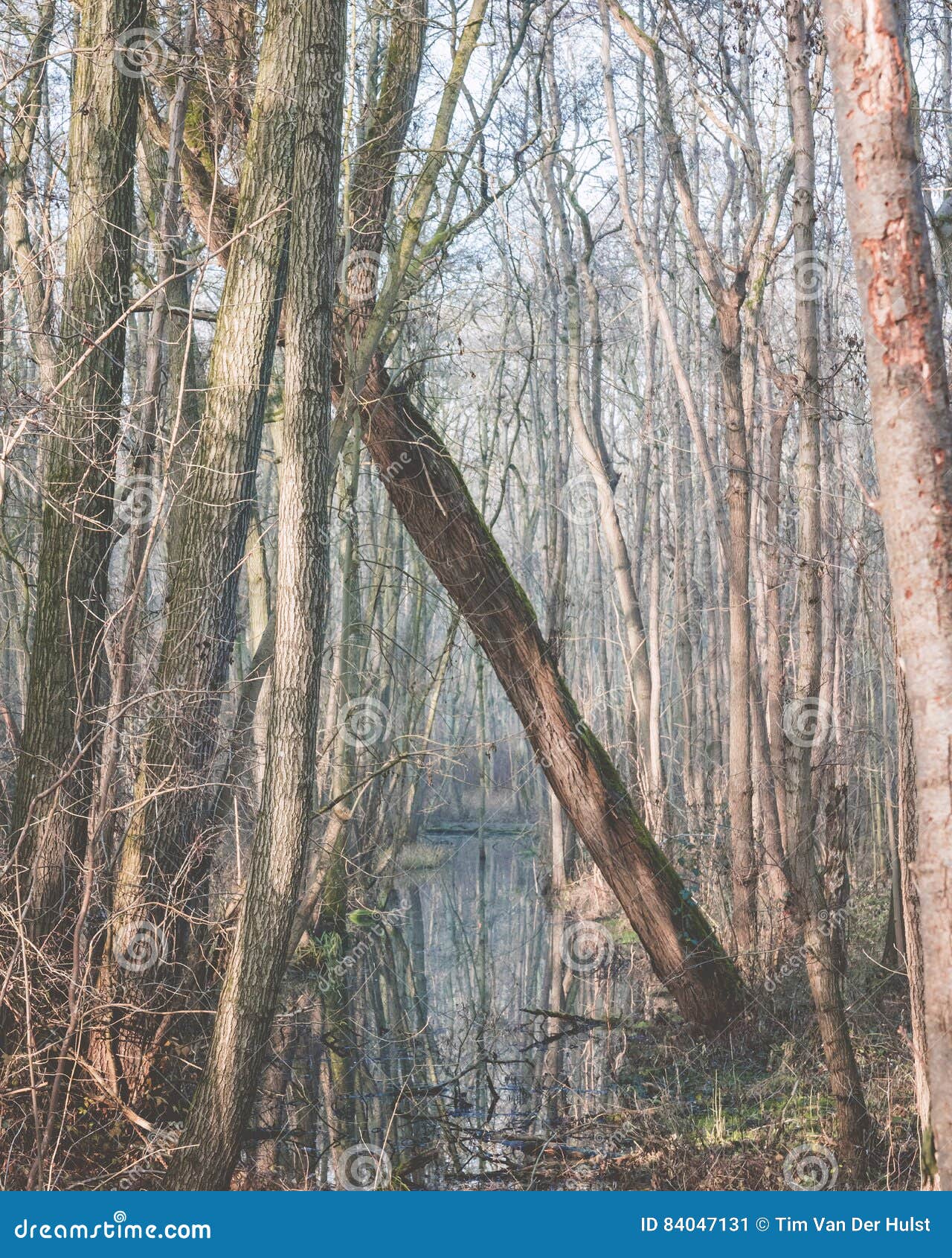 Fallen Tree Supported by Other Trees Stock Image - Image of forest ...