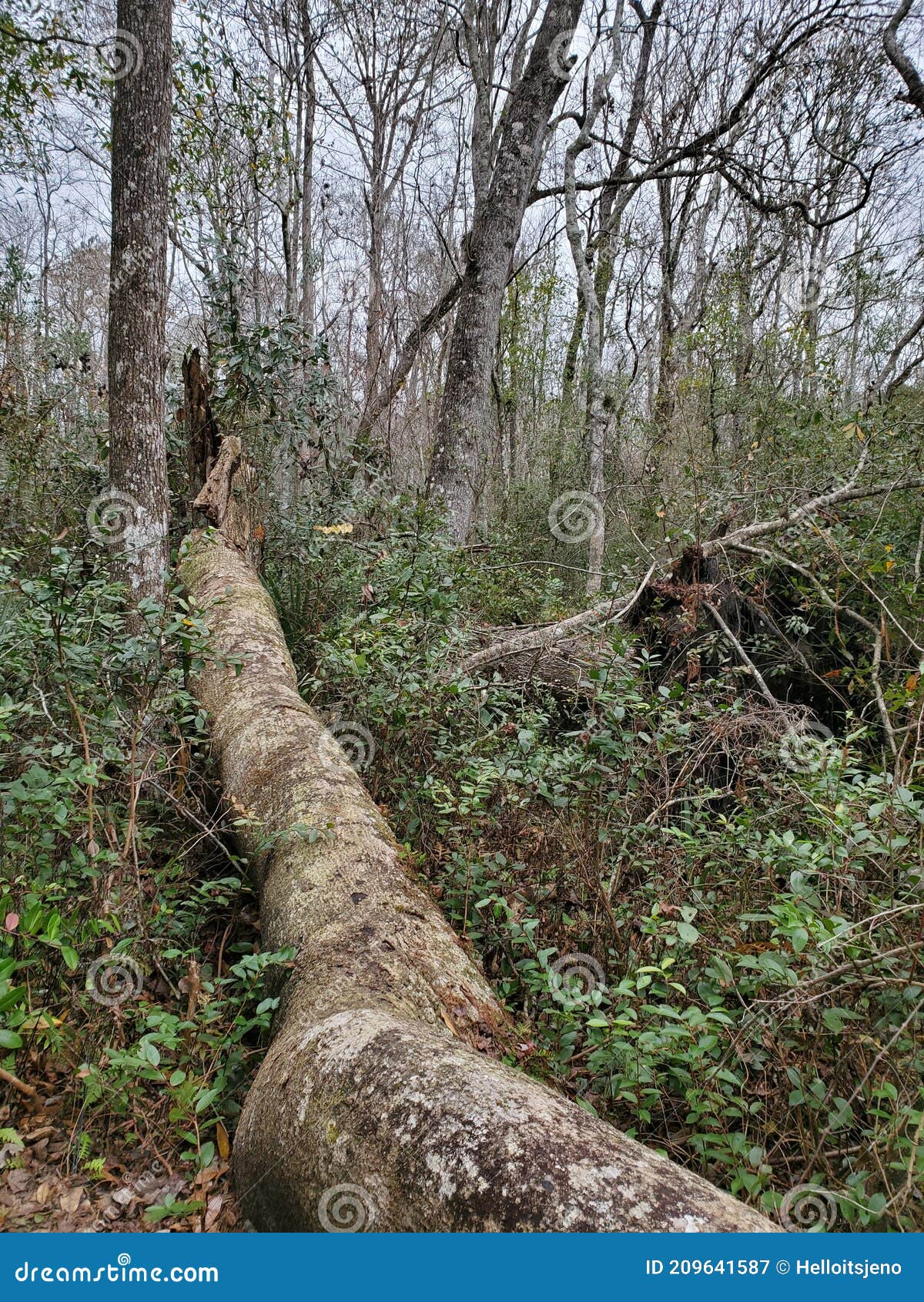 Fallen tree is swamp stock image. Image of wilderness - 209641587