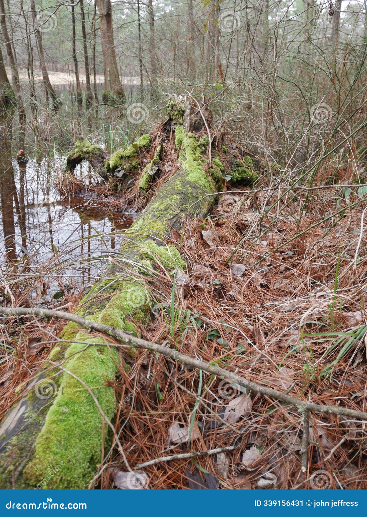 Tree In Swamp Royalty-Free Stock Photography | CartoonDealer.com #44720771