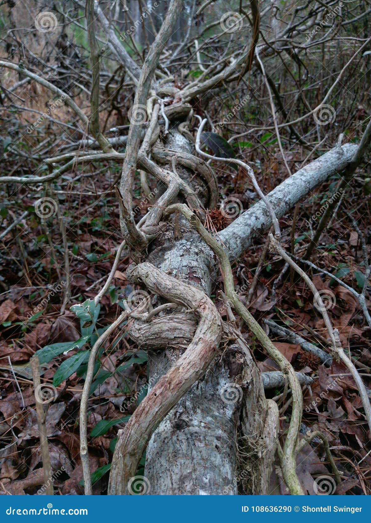 Branches Grown Wild stock photo. Image of taking, tree - 108636290