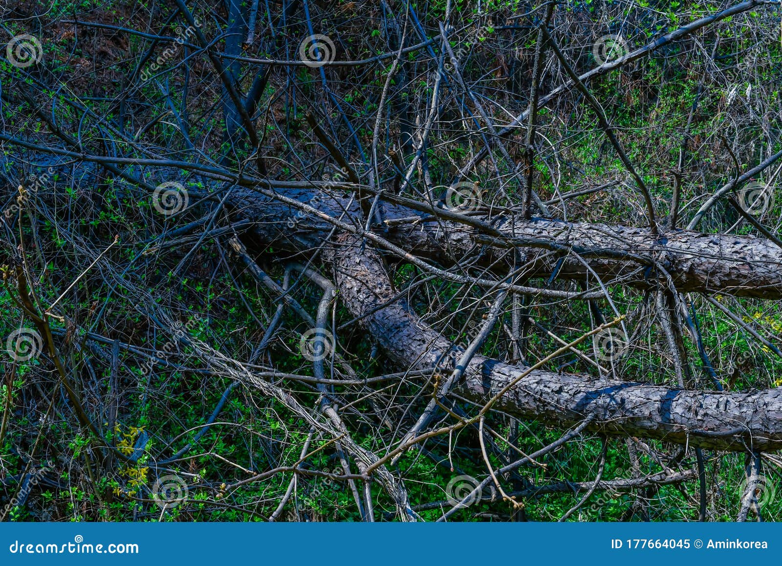 Fallen Tree with Tangled Branches Stock Image - Image of forest, calm ...