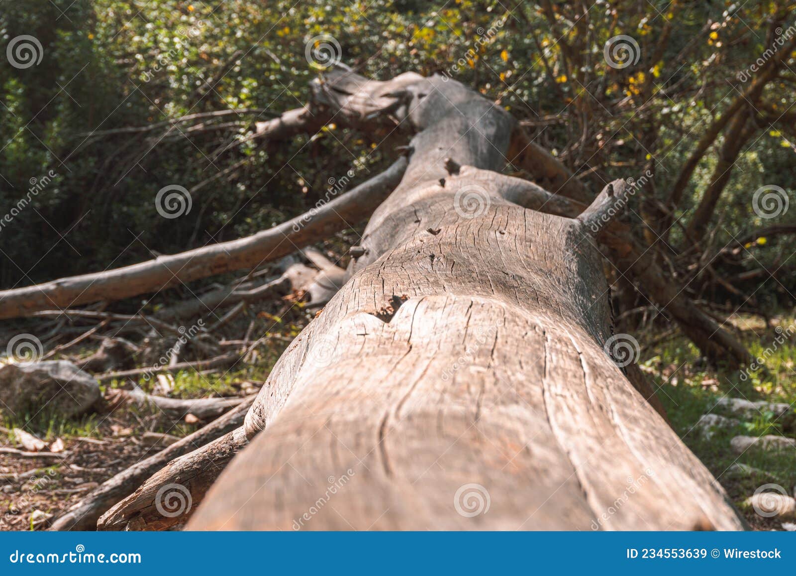 Fallen Tree with a Thick Trunk in the Forest Stock Image - Image of ...