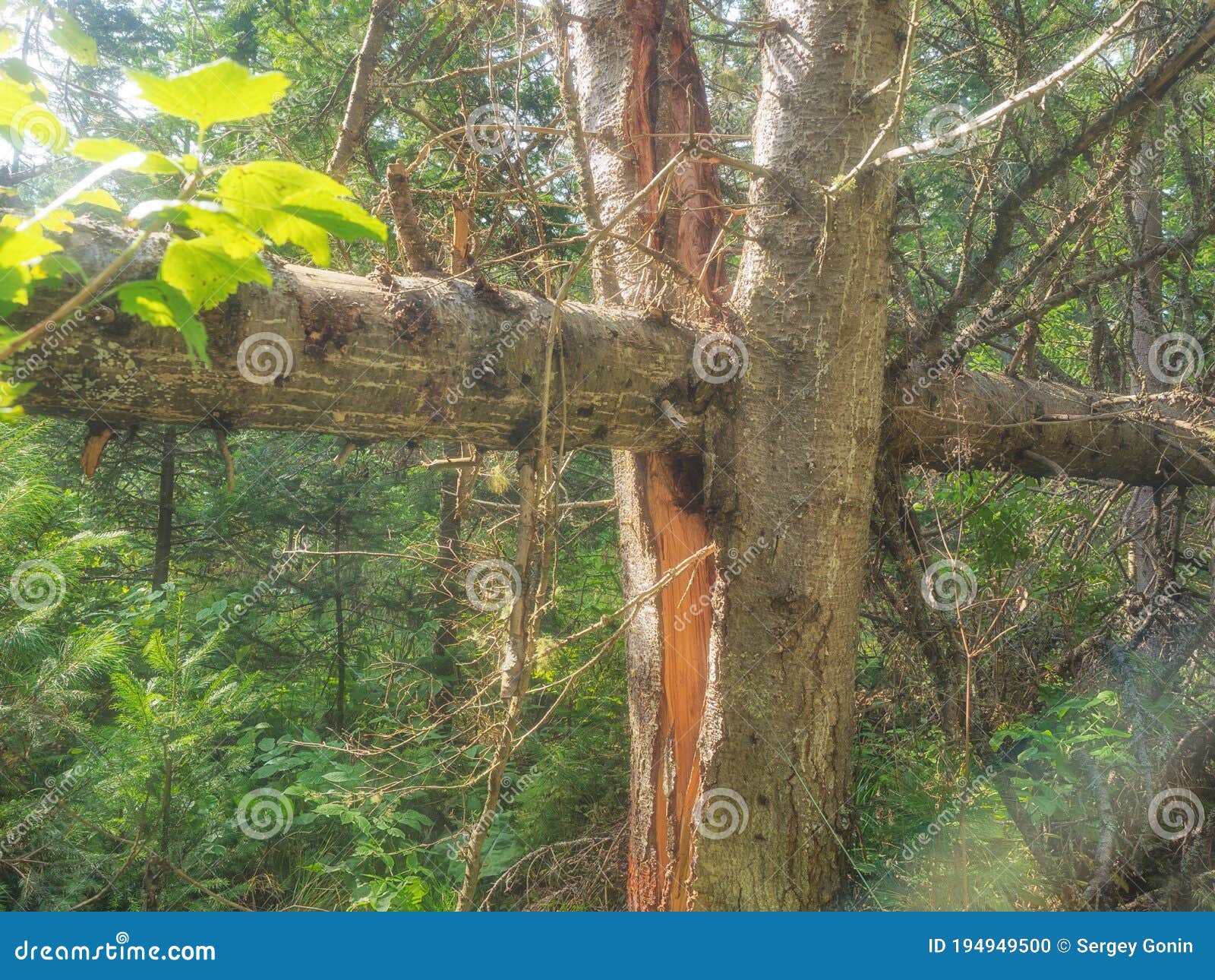 A Fallen Tree in the Thicket. Dense Forest Stock Photo - Image of ...