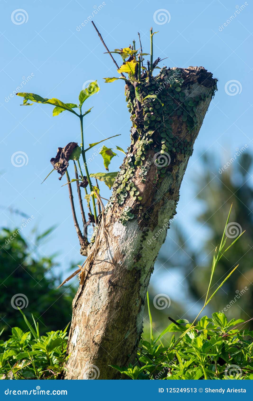 Fallen tree stock image. Image of trees, fallen, plants - 125249513