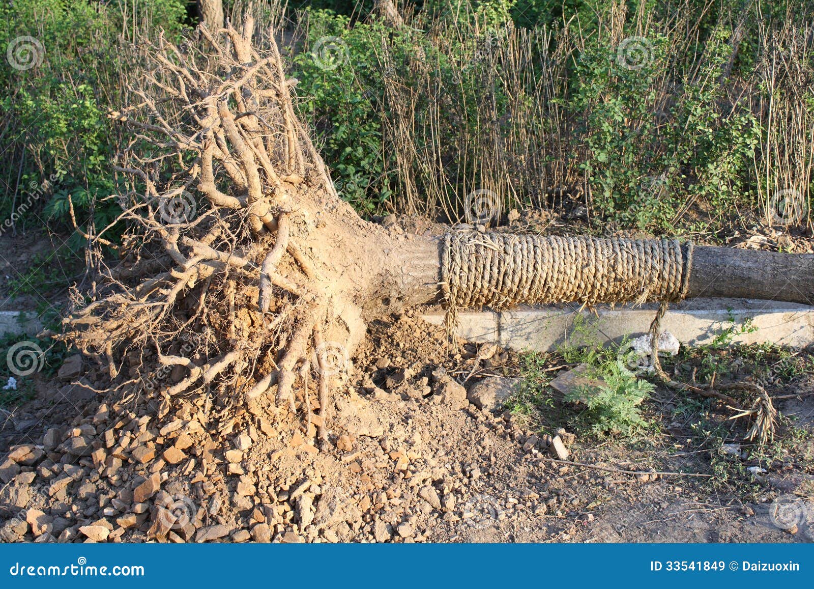 Fallen tree stock image. Image of severe, roots, damaged - 33541849
