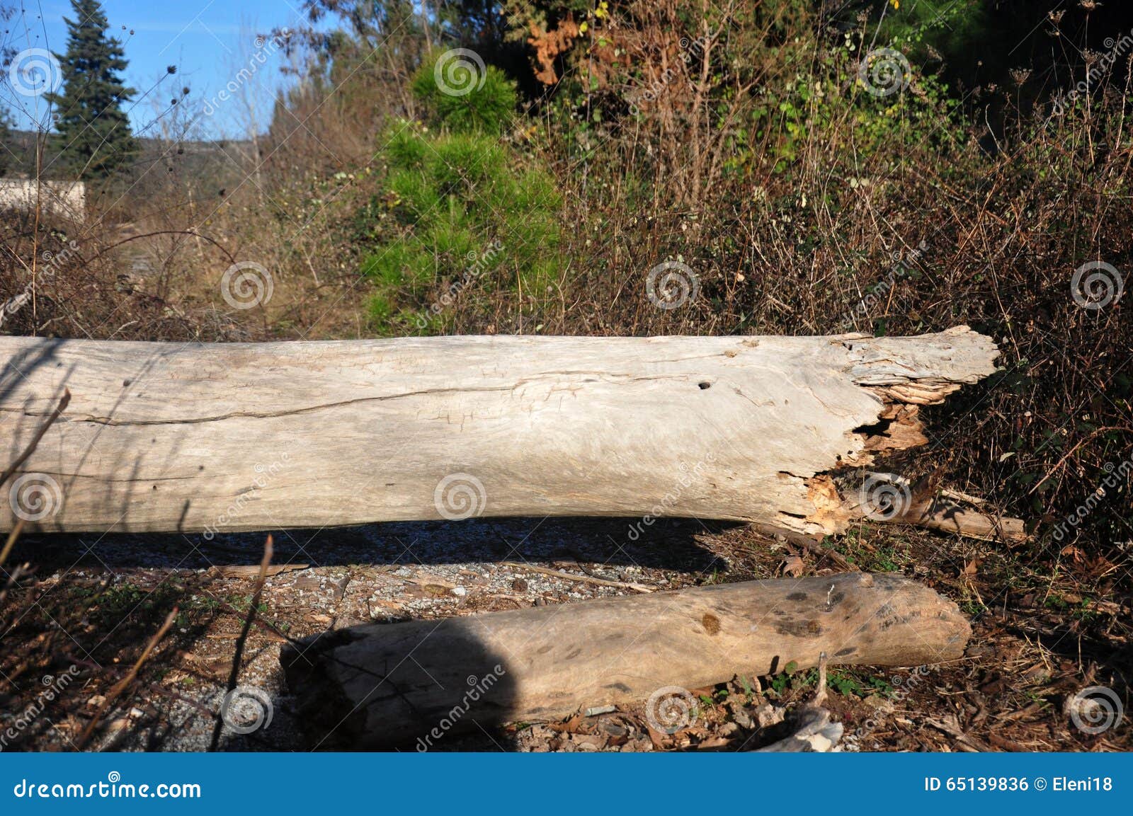Fallen tree trunk stock photo. Image of pine, landscape - 65139836