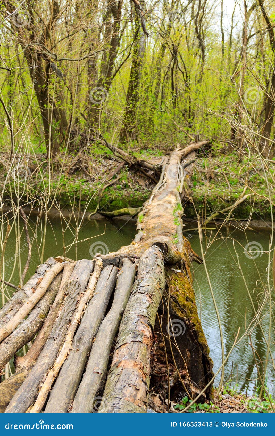 Fallen Tree Trunk As a Bridge Over a River in Green Forest Stock Image ...