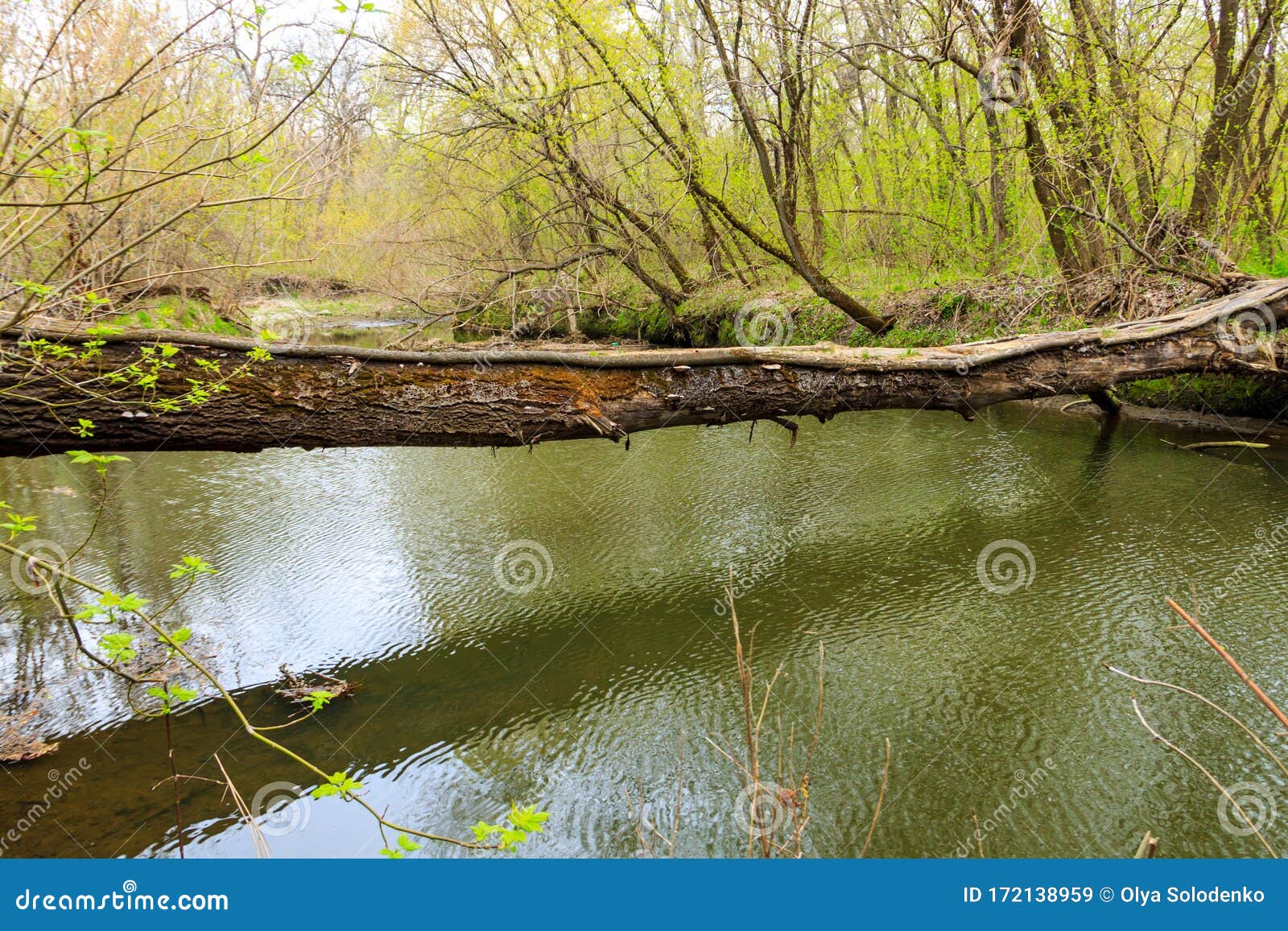 Fallen Tree Trunk As Bridge Over a River in Green Forest Stock Image ...