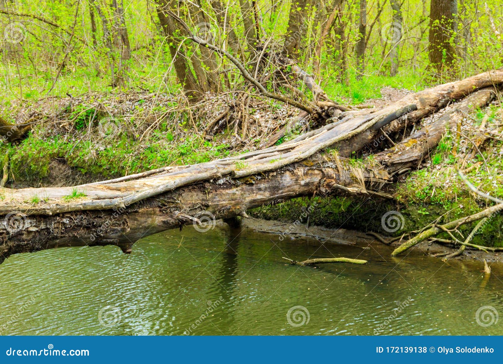 Fallen Tree Trunk As Bridge Over a River in Green Forest Stock Photo ...