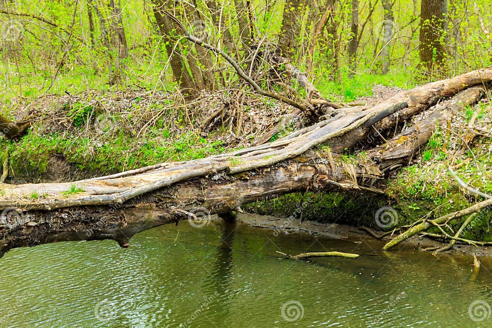 Fallen Tree Trunk As Bridge Over a River in Green Forest Stock Photo ...