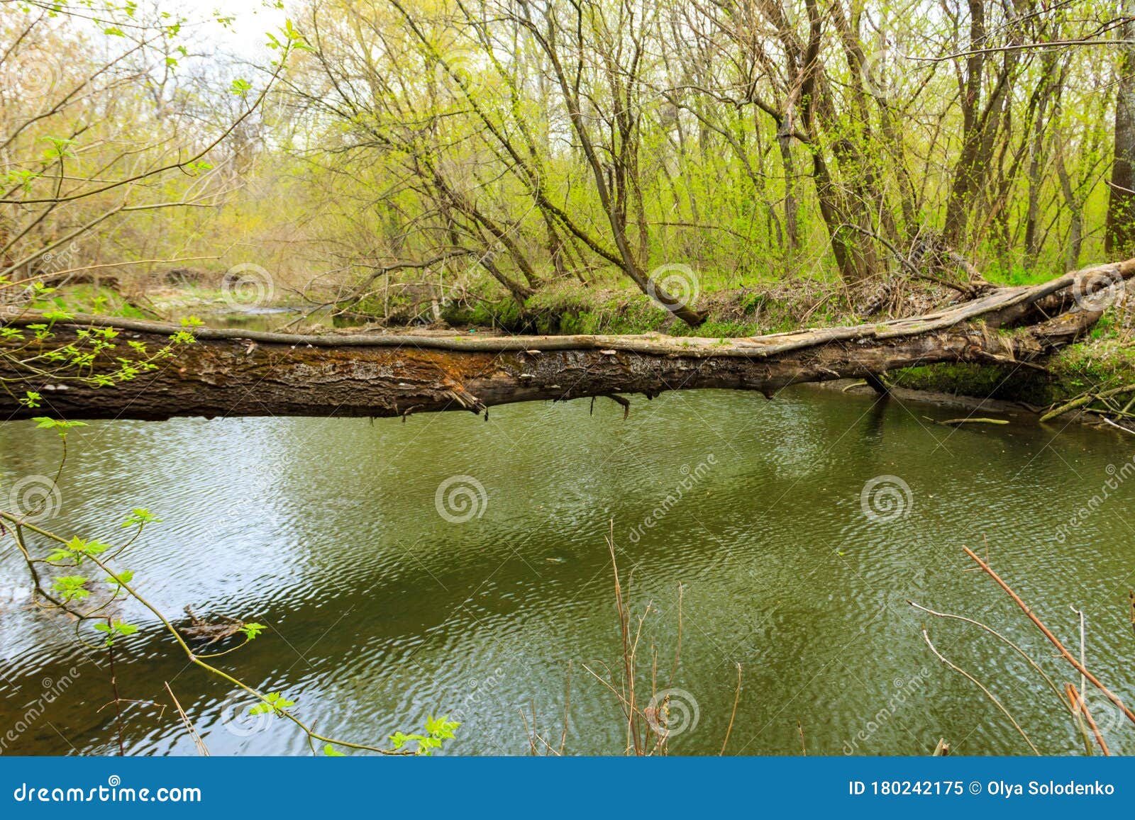 Fallen Tree Trunk As a Bridge Over River in Green Forest Stock Image ...