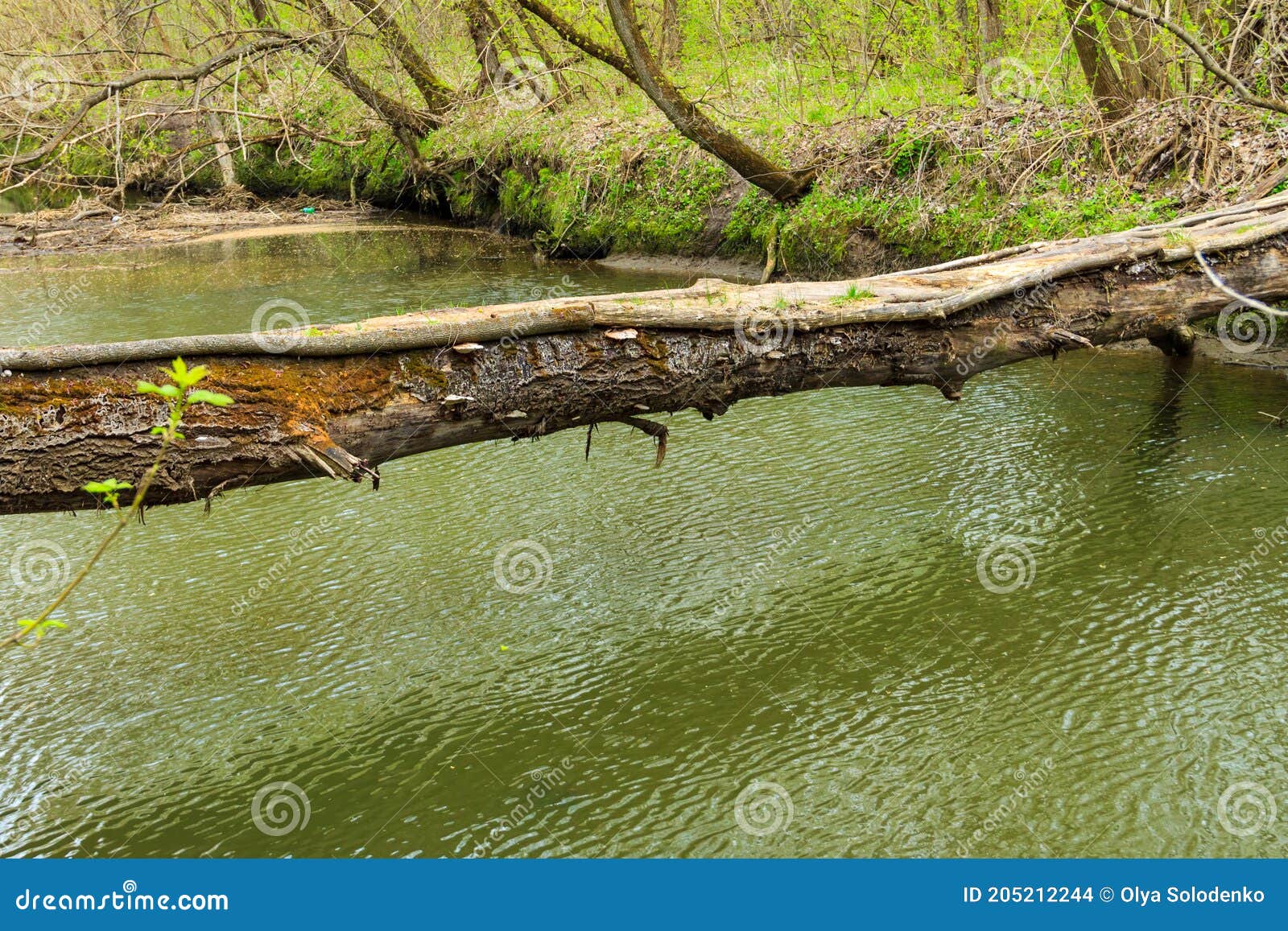 Fallen Tree Trunk As Bridge Over a River in Green Forest Stock Photo ...