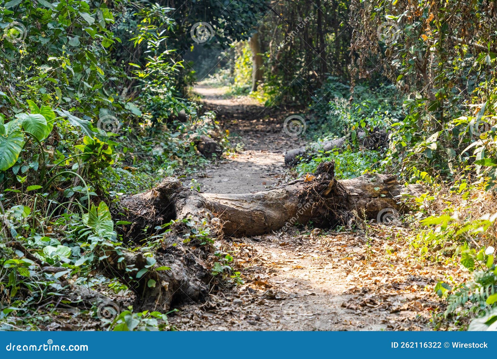 Fallen Tree Trunk Blocking a Rural Dirt Pathway in a Forest Stock Photo ...