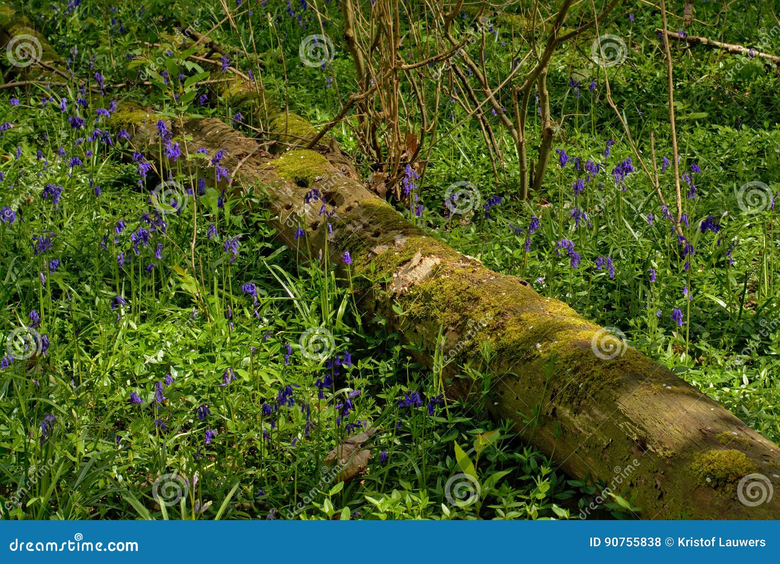 Fallen Tree Trunk in Bluebell Forest Stock Photo - Image of forest ...