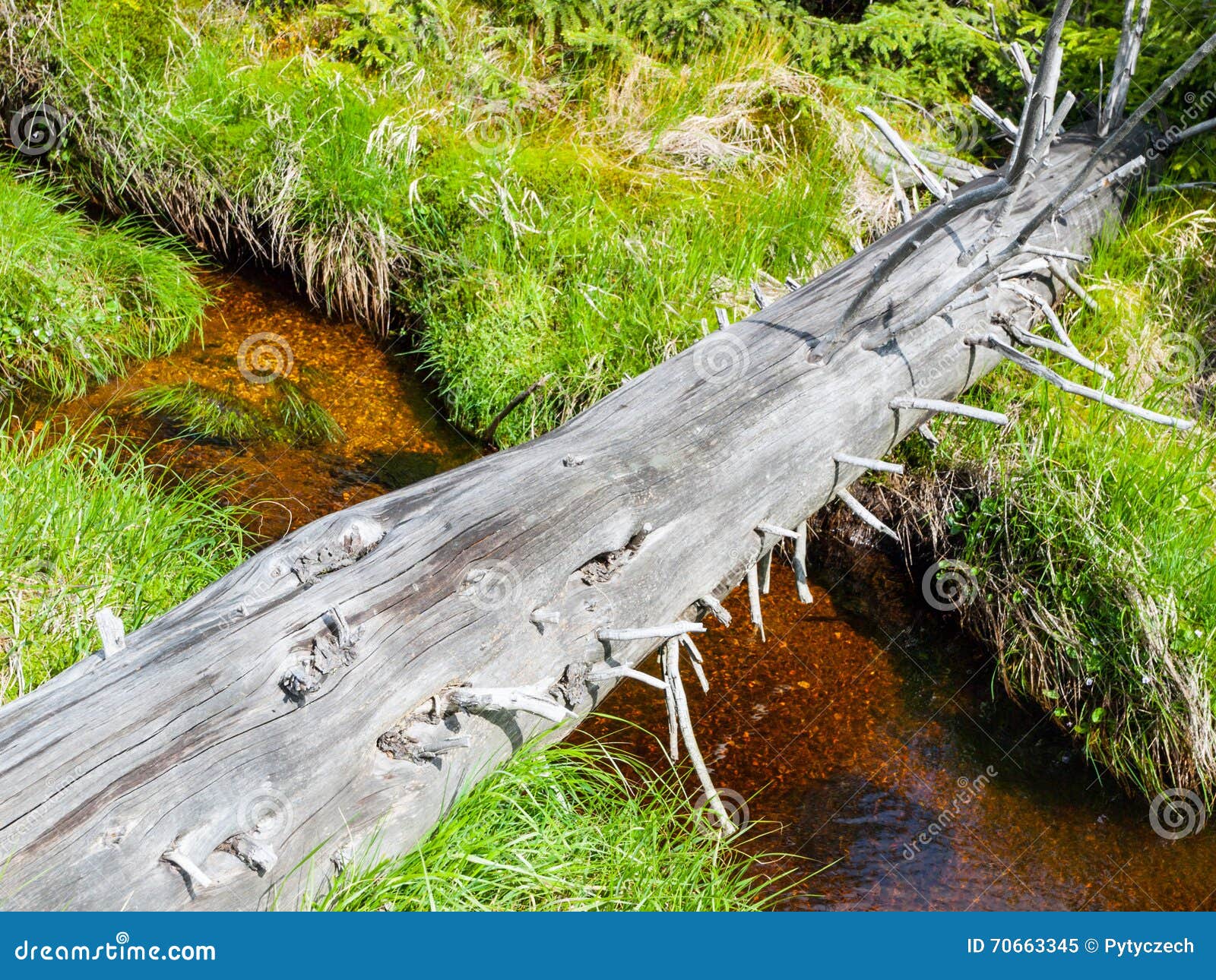 Fallen tree trunk bridge stock image. Image of heaven - 70663345