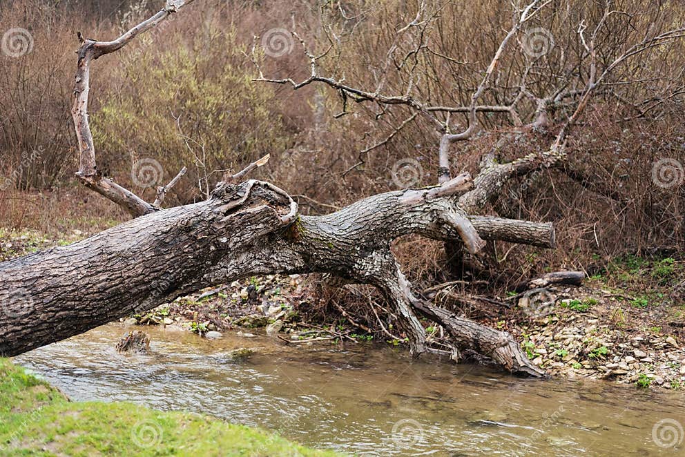 Fallen Tree Trunk Bridging a Forest River Waterfall Stock Photo - Image ...