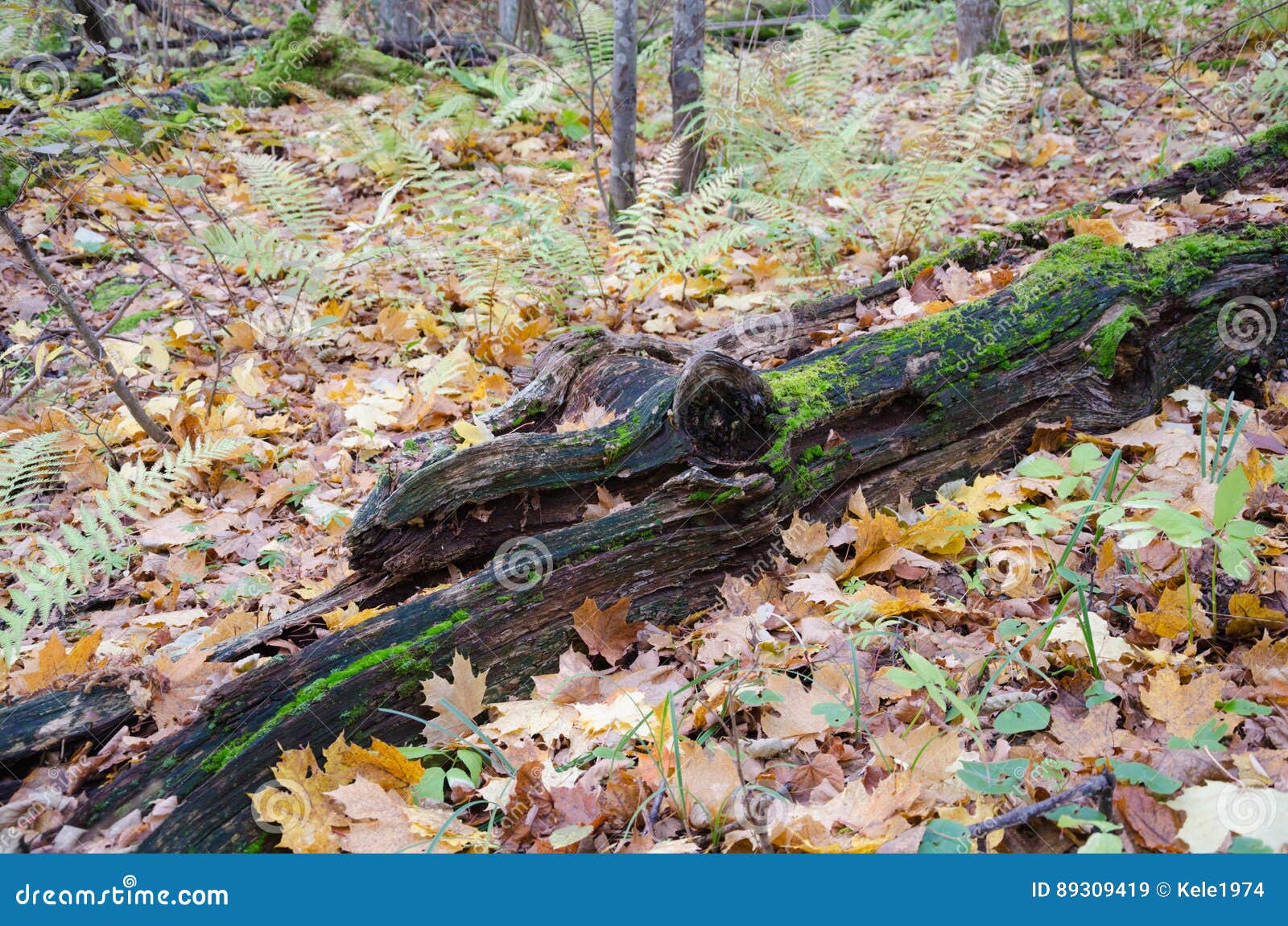 Fallen tree trunk. stock image. Image of background, scenic - 89309419