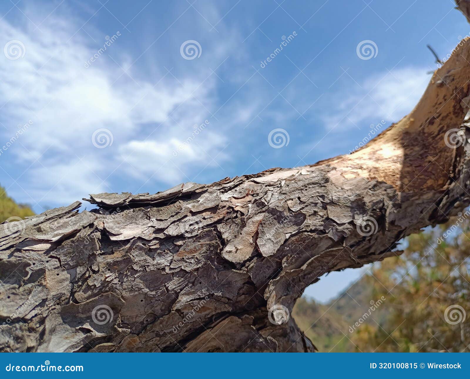 Fallen Tree Trunk with a Curved Shape Stock Image - Image of aged ...