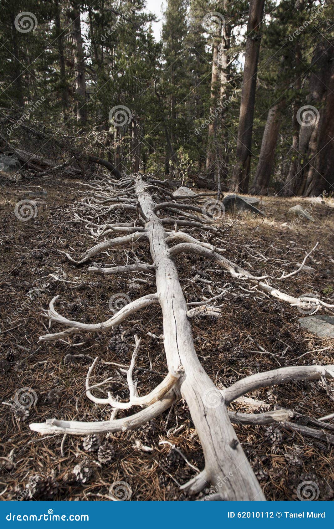 Fallen Tree Trunk Decomposing on the Ground Stock Photo - Image of ...