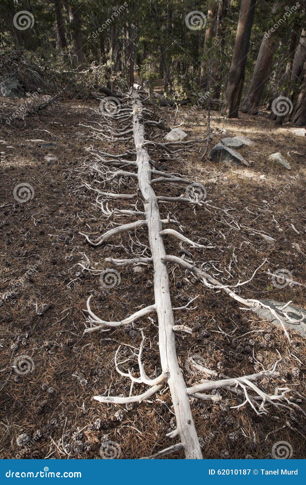 Fallen Tree Trunk Decomposing on the Ground Stock Image - Image of ...