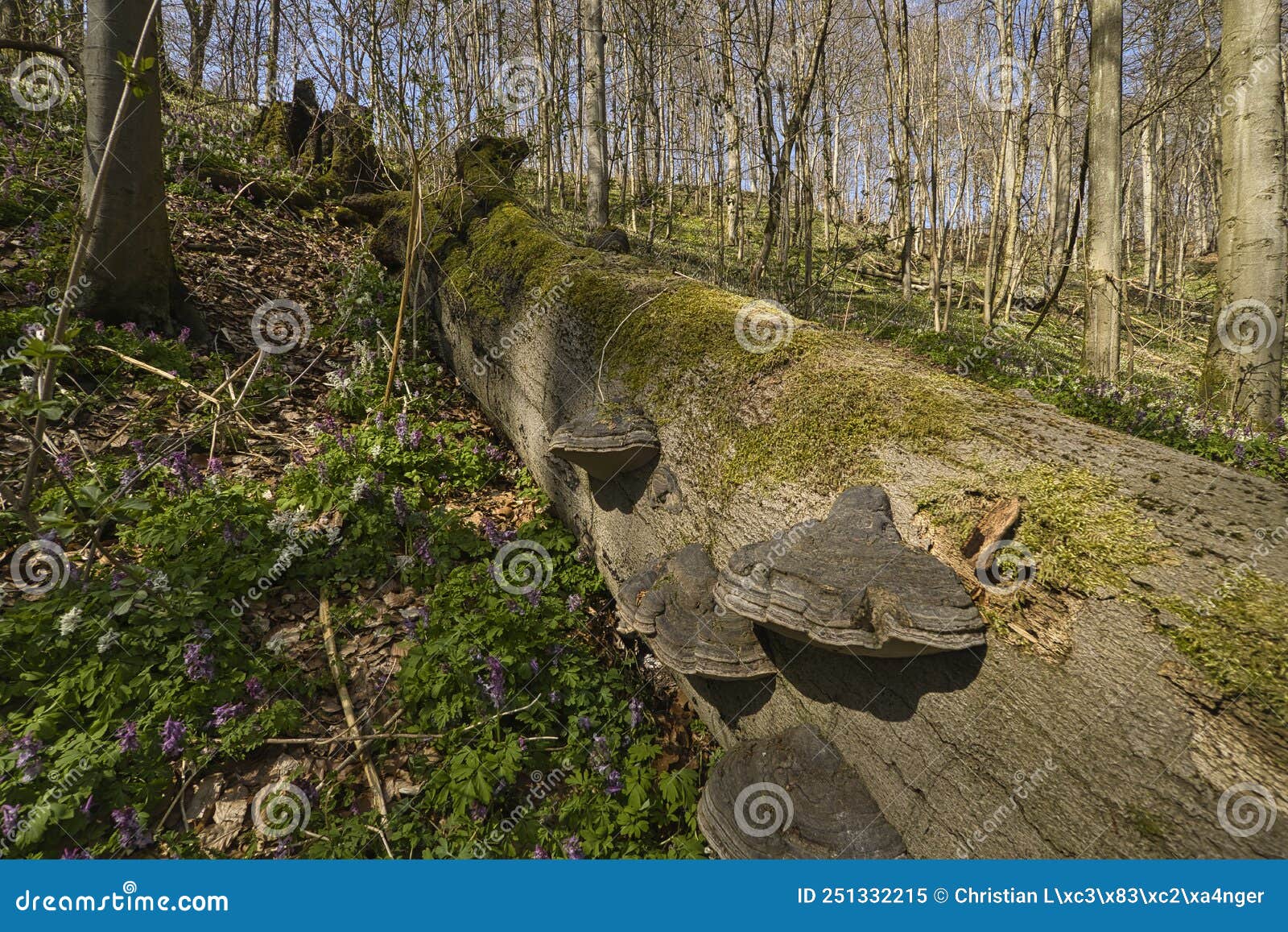 A Fallen Tree Trunk with Dry Rot Fungi Stock Image - Image of parasite ...