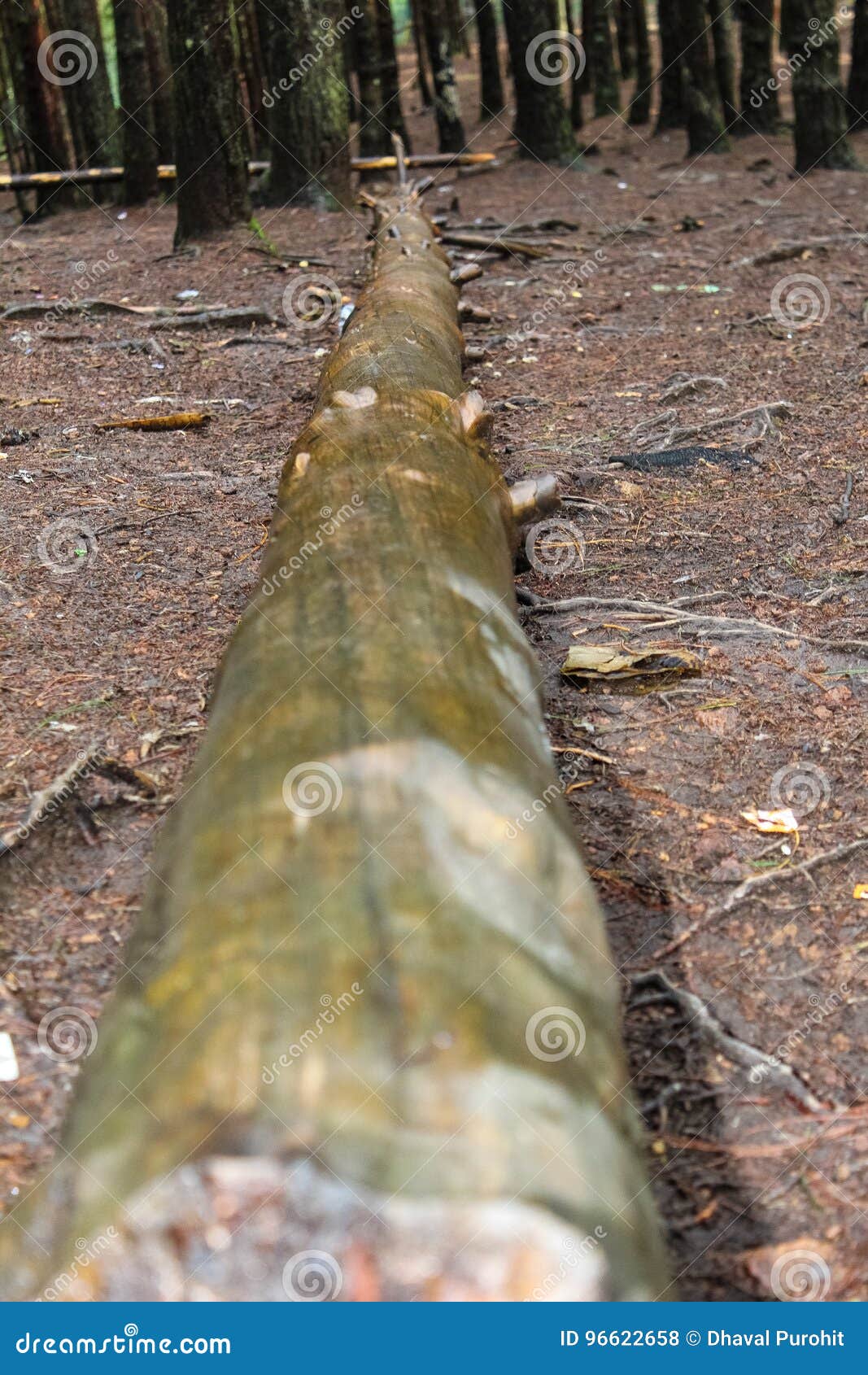 Fallen tree trunk stock photo. Image of brown, india - 96622658