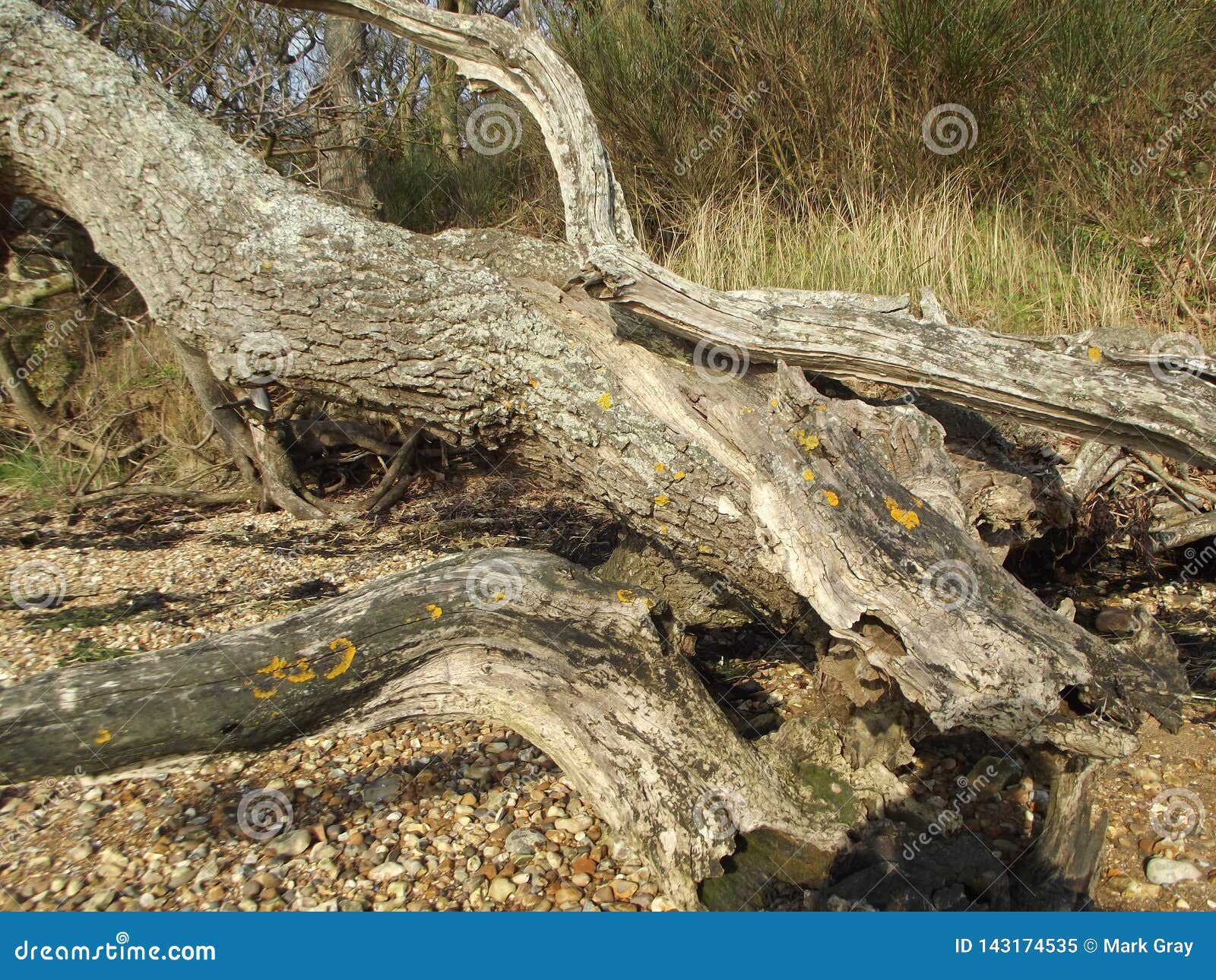 Fallen Tree stock image. Image of wood, bark, fallen - 143174535