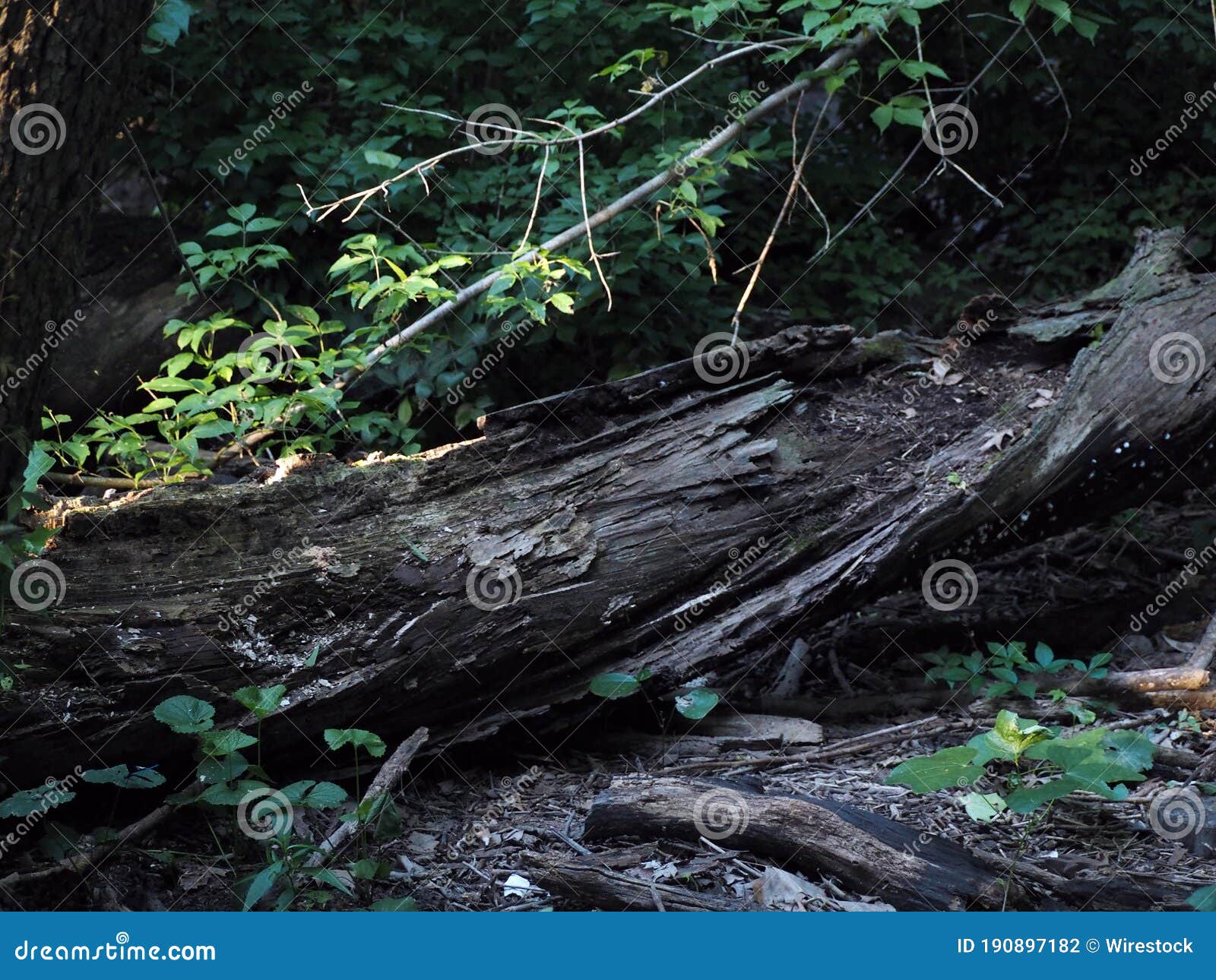 Fallen Tree Trunk in the Forest that is Already Decaying Stock Photo ...