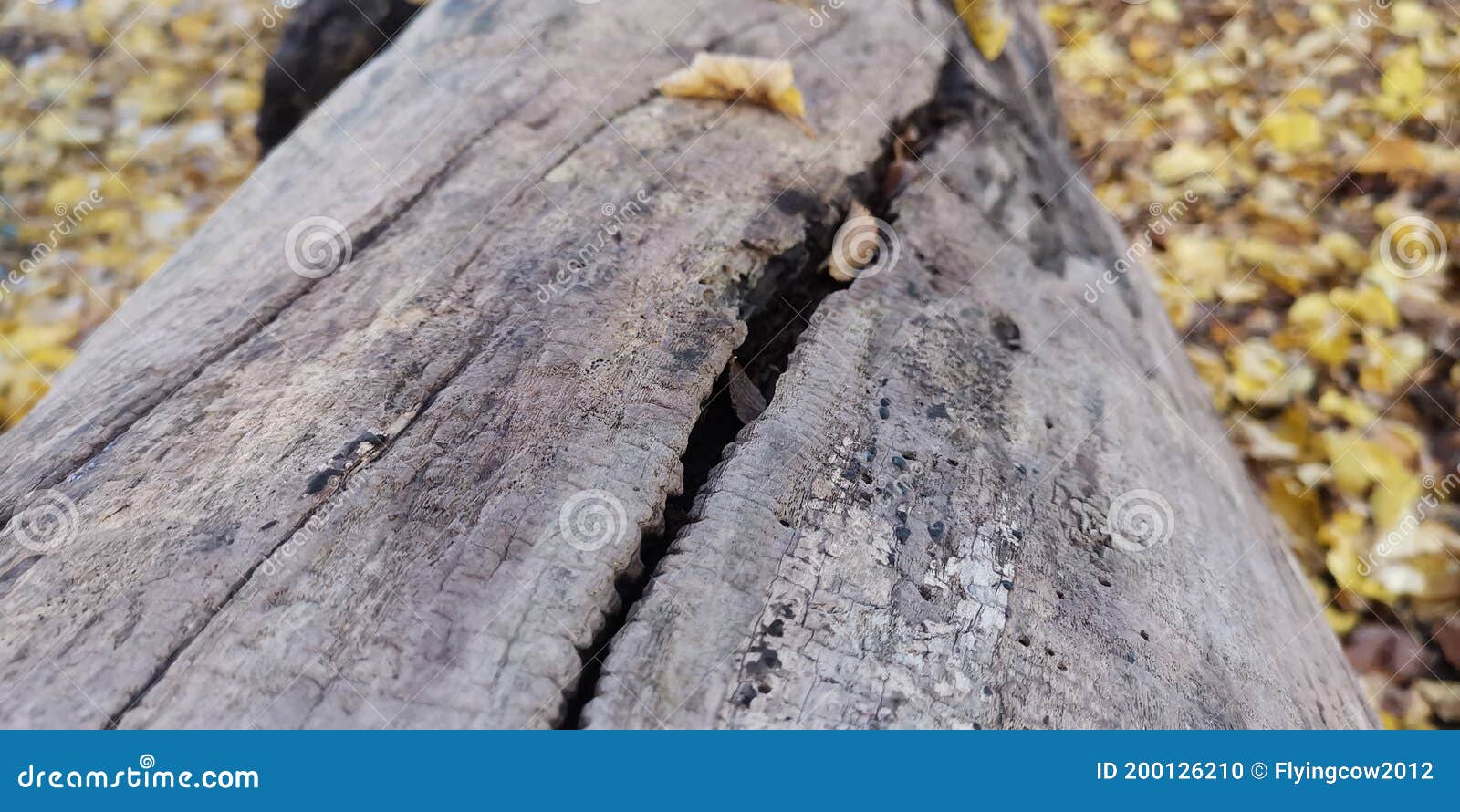 Fallen Tree Trunk in the Forest Stock Photo - Image of green, forest ...